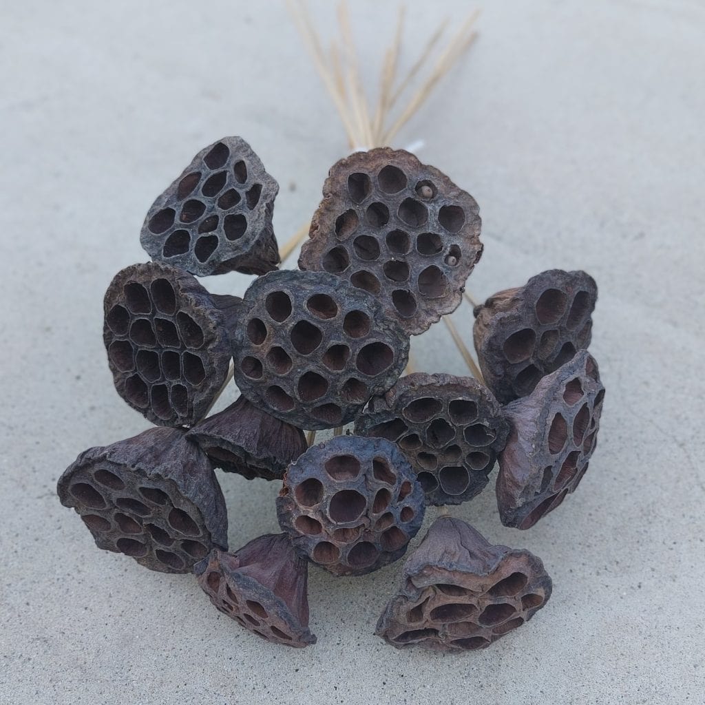 Dried Natural Lotus Pods - Small Heads on Stems - 12 Stems - Dried ...