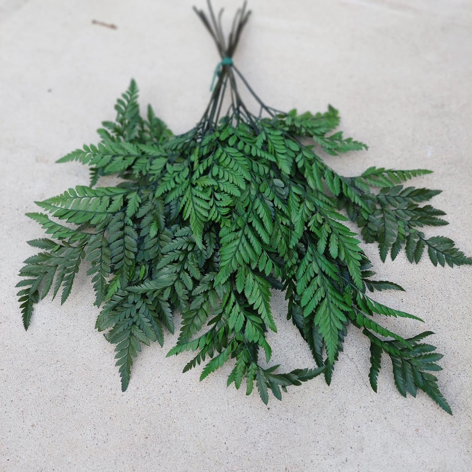 Dried Flowers For Crafts | Preserved Greenery | Floral Home Decor