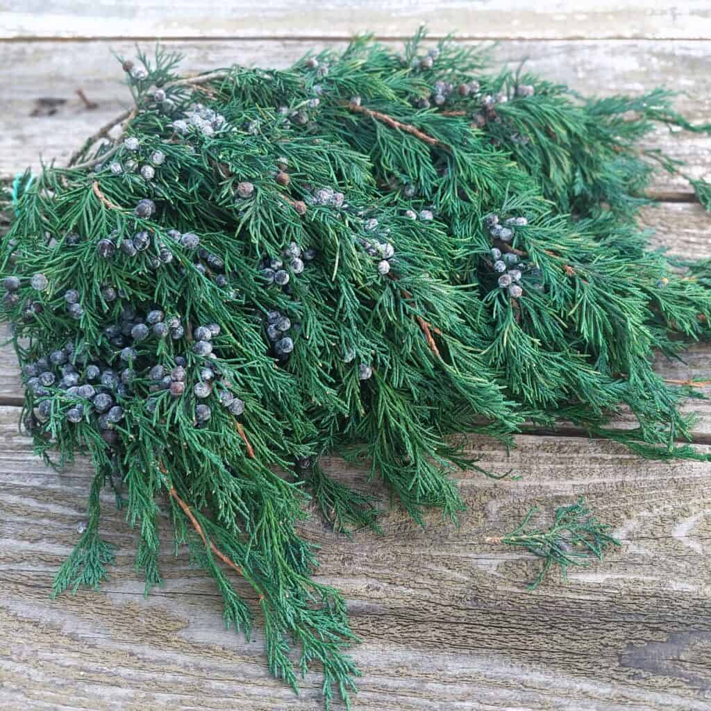 Preserved Juniper Pine Branches